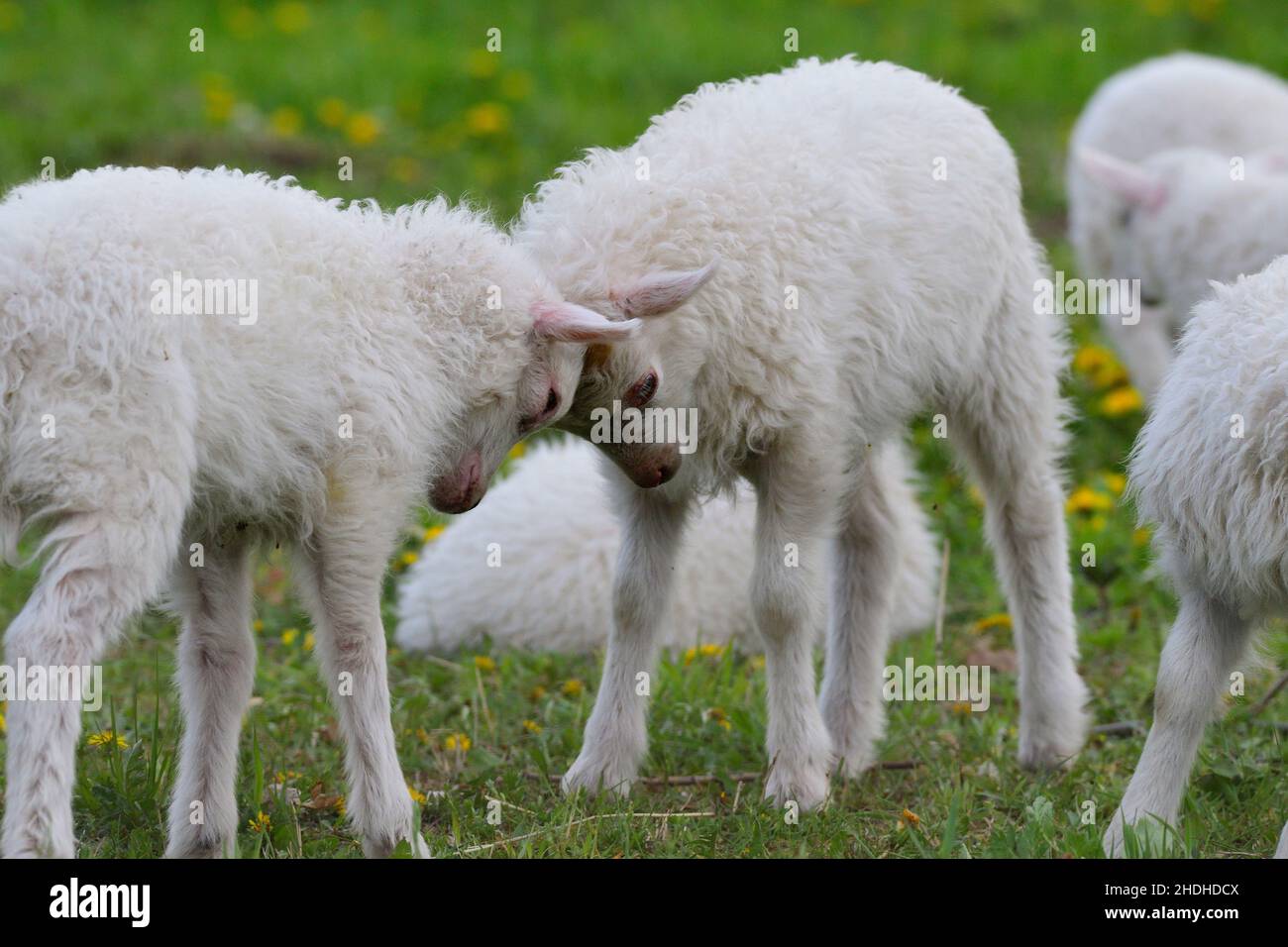 Power struggle struggles hi-res stock photography and images - Alamy