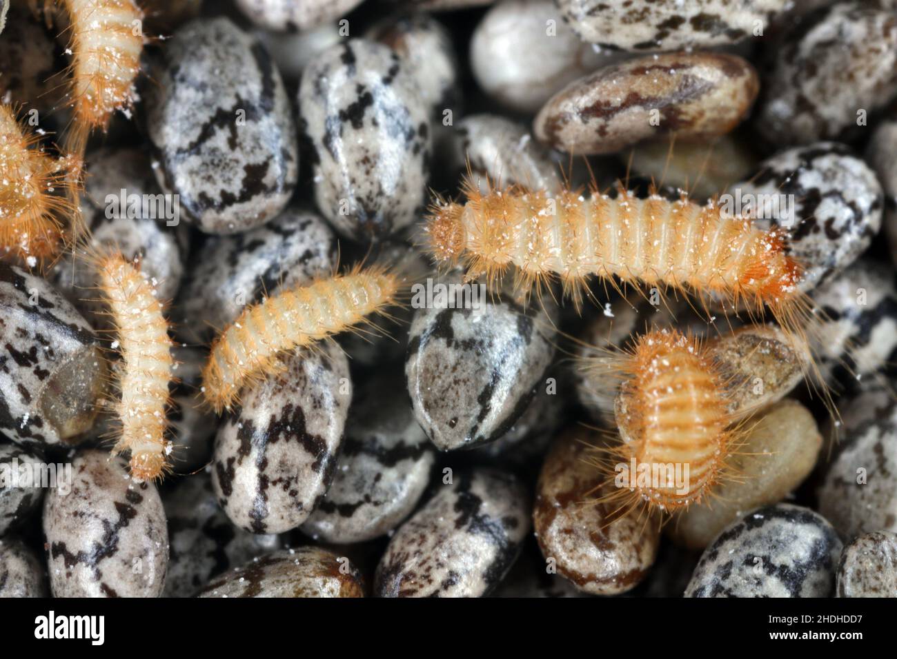 Khapra beetle (Trogoderma granarium) on chia seeds. Dermestidae family ...