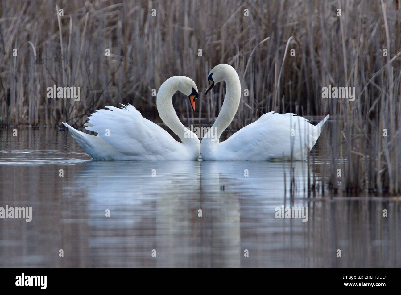 Courtships hi-res stock photography and images - Alamy