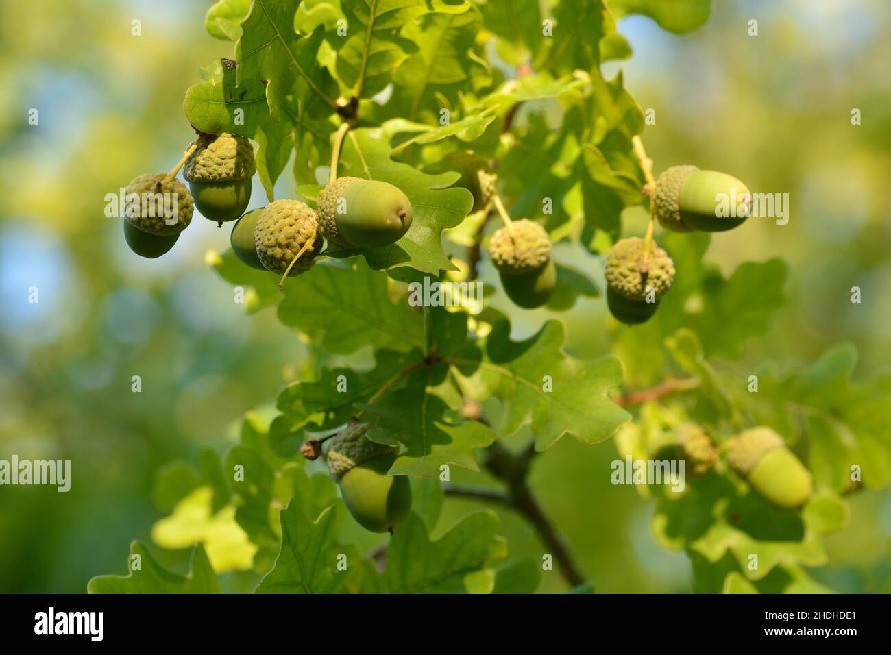 oak tree, acorns, oak trees Stock Photo - Alamy