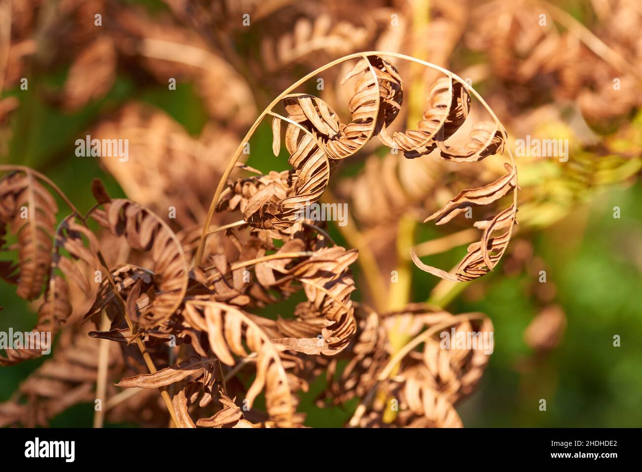 The brackens hi-res stock photography and images - Alamy