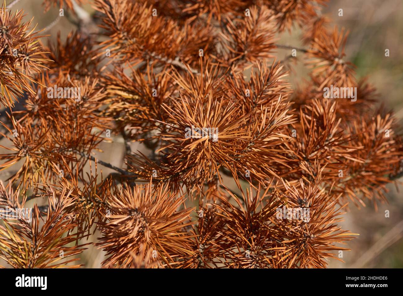 dried plant, dried plants Stock Photo - Alamy