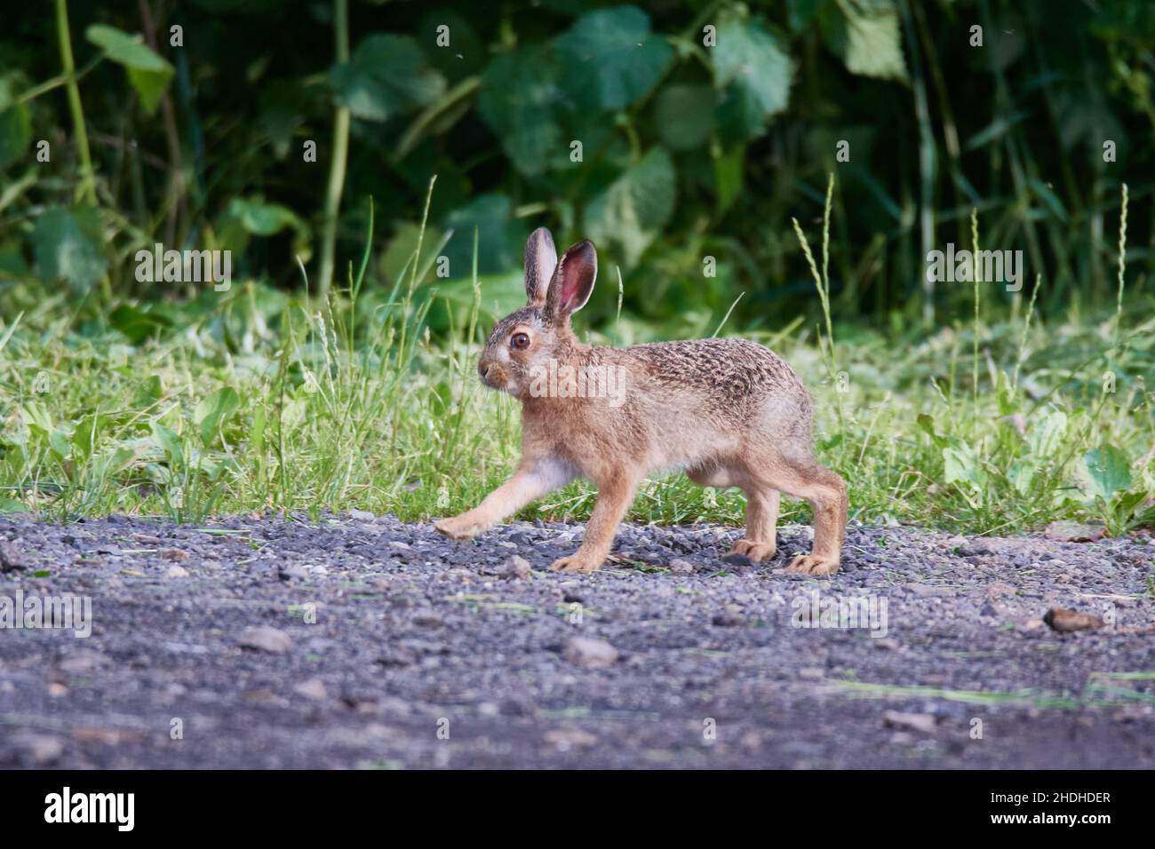 european rabbit, european rabbits Stock Photo - Alamy