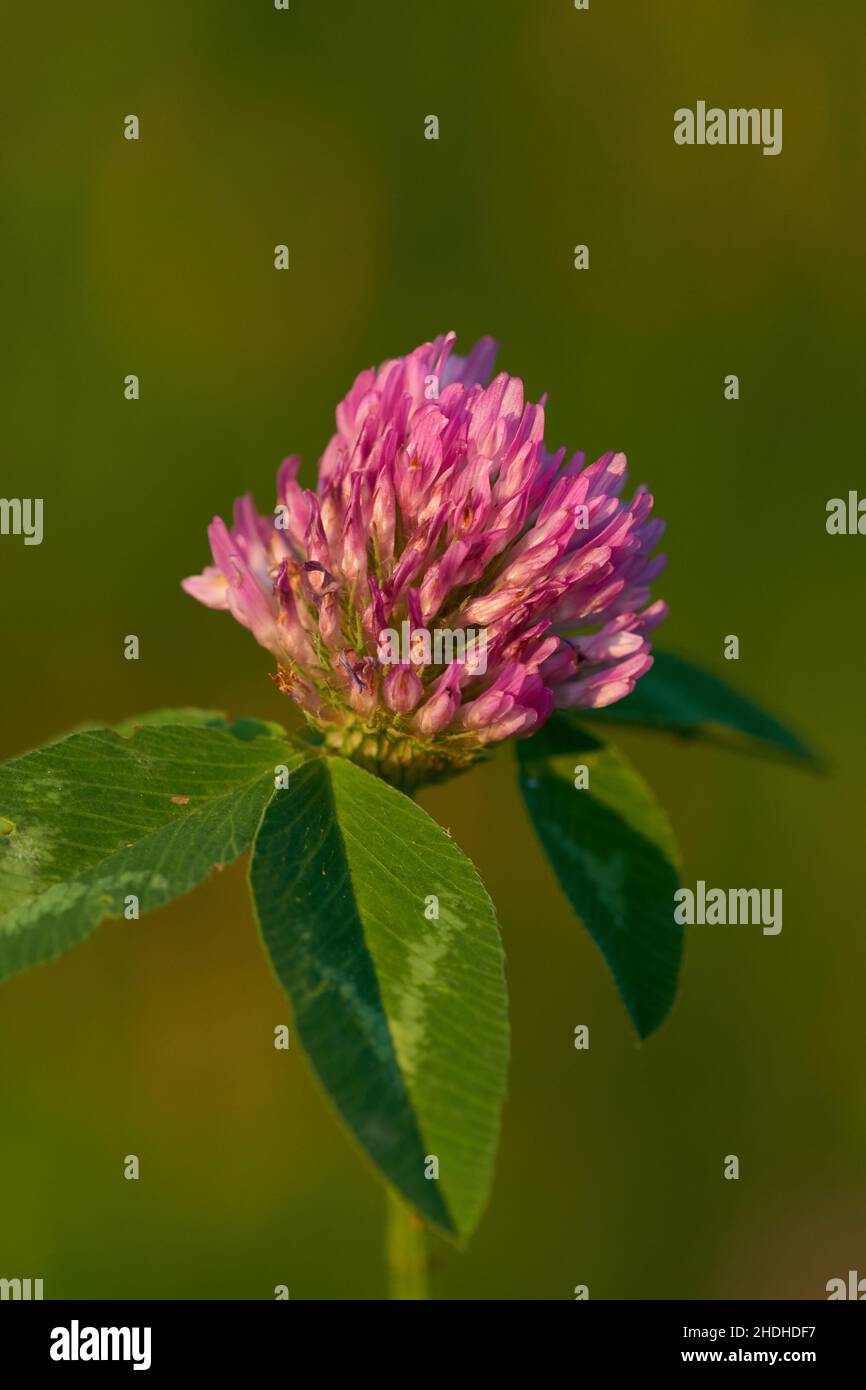 Flowering red clover hi-res stock photography and images - Alamy
