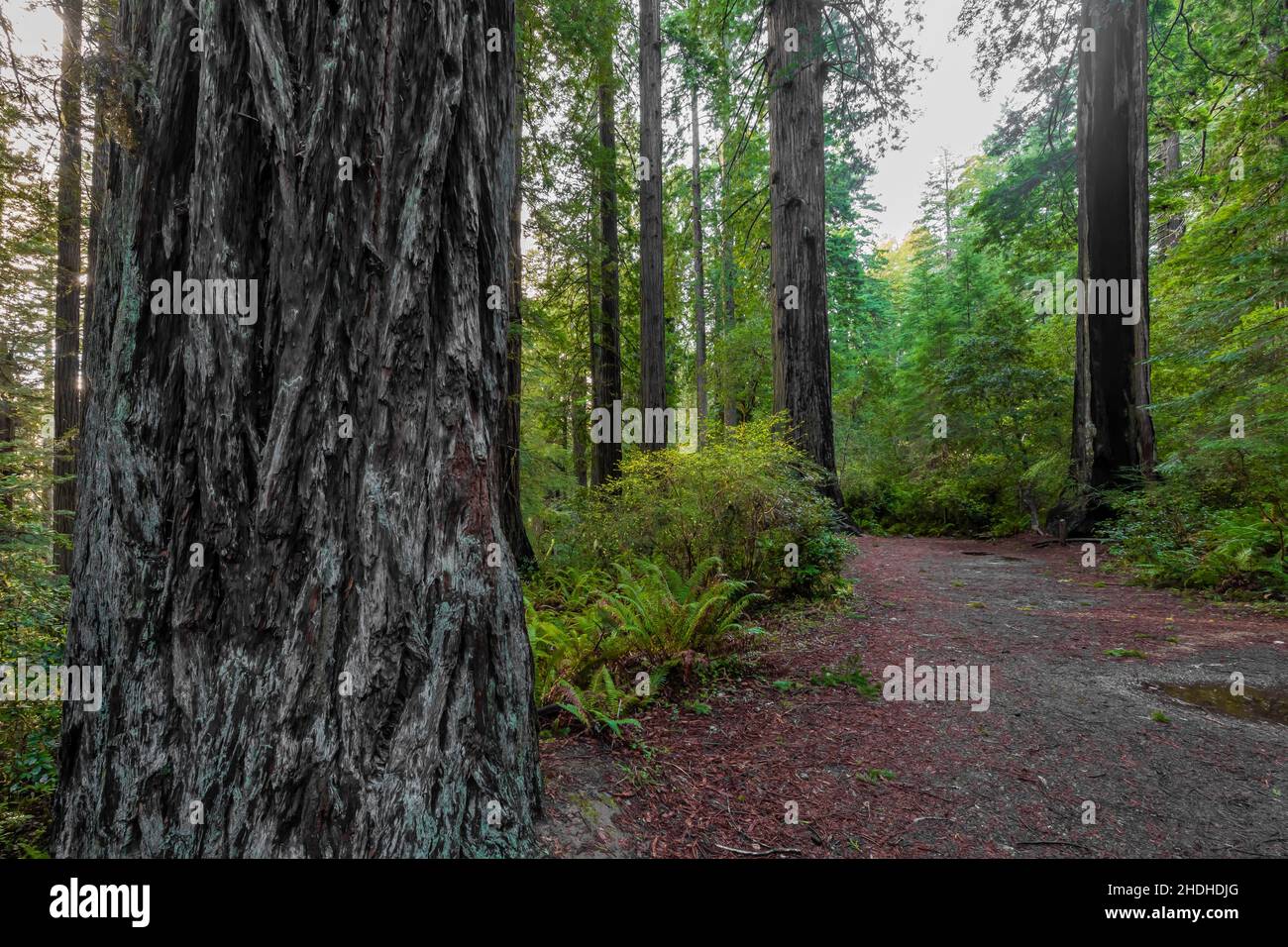 Lady Bird Johnson Grove of Coast Redwoods, Sequoia sempervirens ...