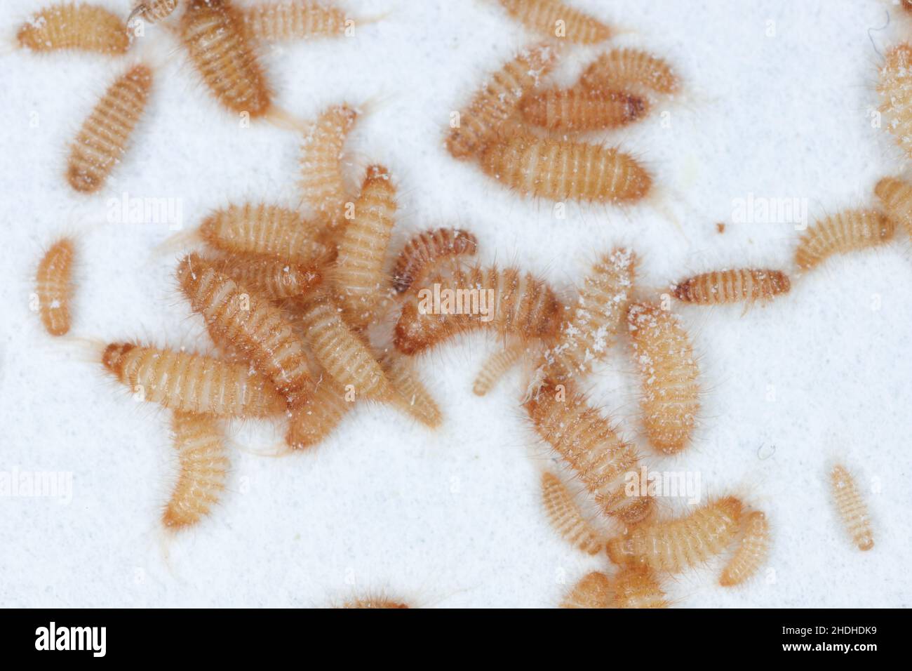 Larvae of Khapra beetle Trogoderma granarium Dermestidae family pest of ...