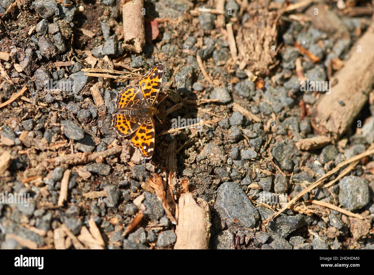 map butterfly, map butterflies Stock Photo - Alamy