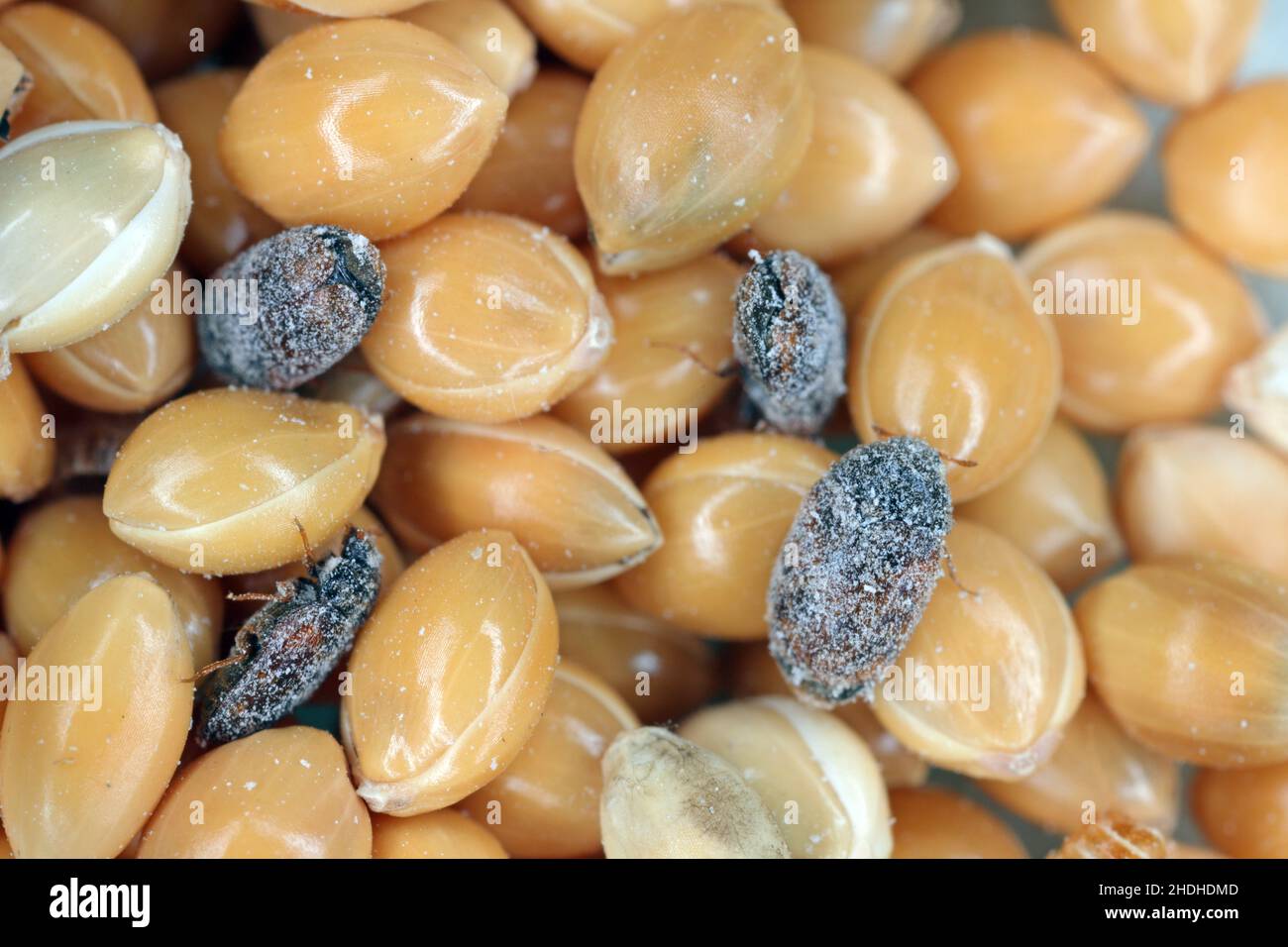Khapra beetle (Trogoderma granarium) on millet seeds. Dermestidae ...