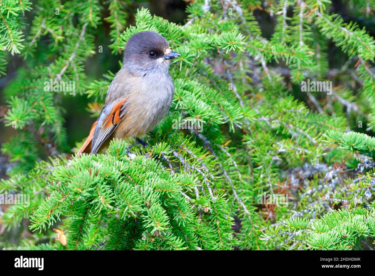 Unlucky jay hi-res stock photography and images - Alamy