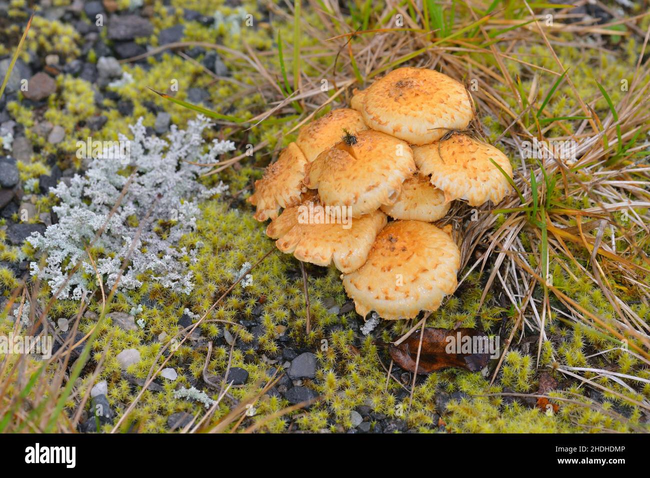 Pholiota squarrosas hi-res stock photography and images - Alamy
