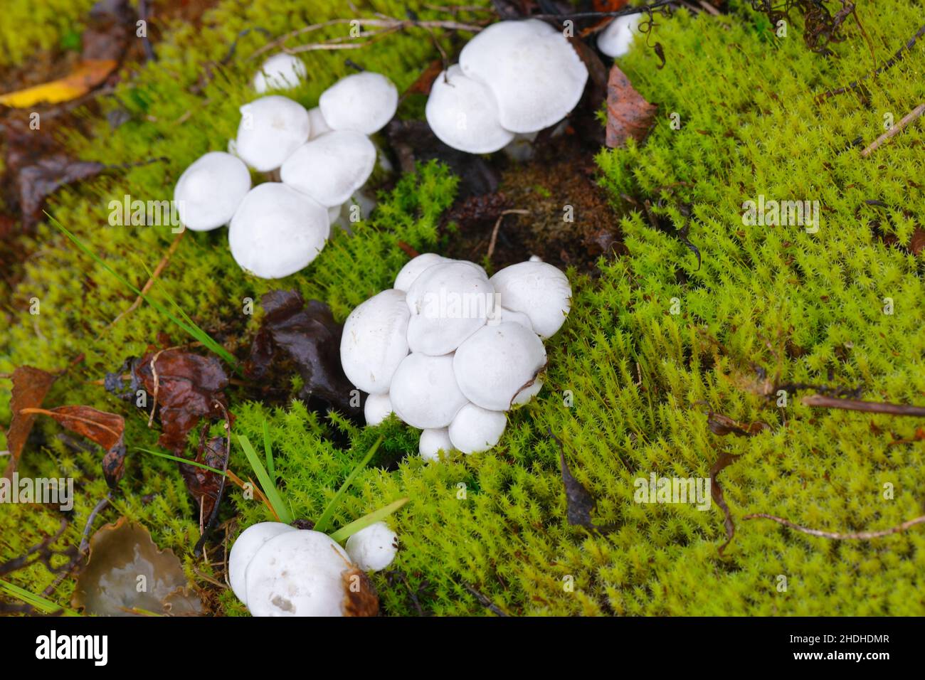 Miller mushroom hi-res stock photography and images - Alamy