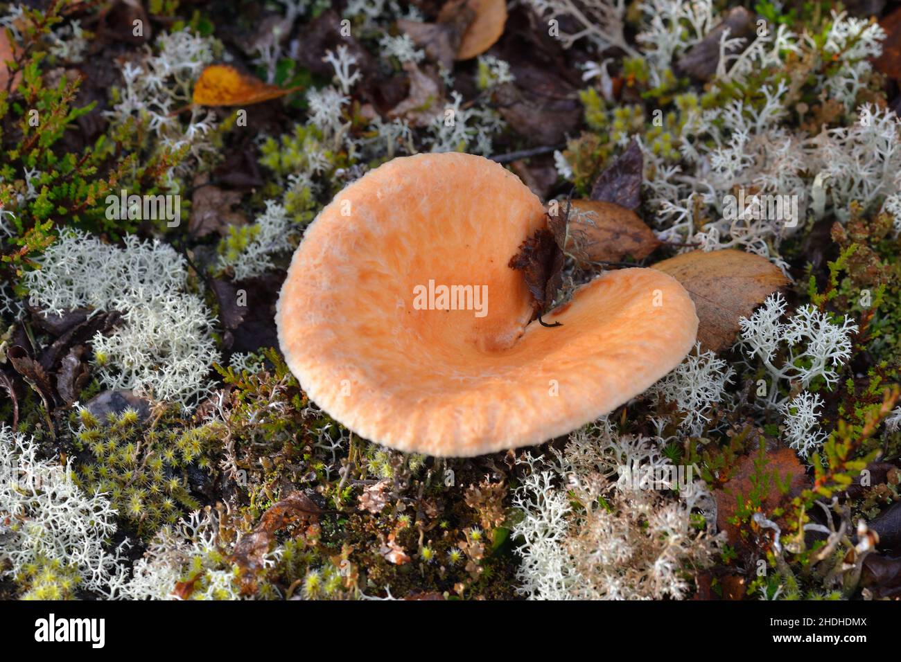 Milkcap mushroom hi-res stock photography and images - Alamy