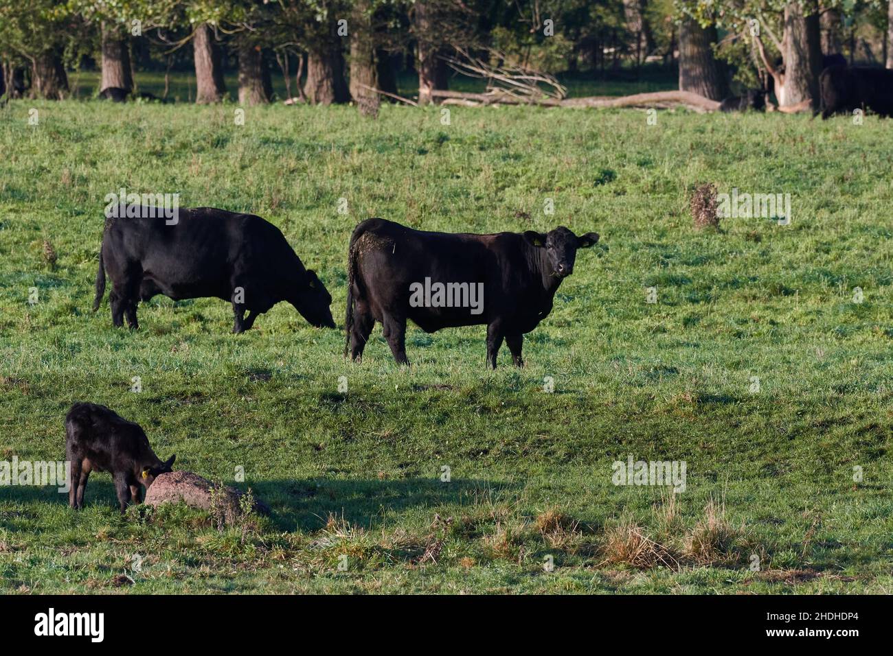 cattle, cattles, livestock Stock Photo - Alamy