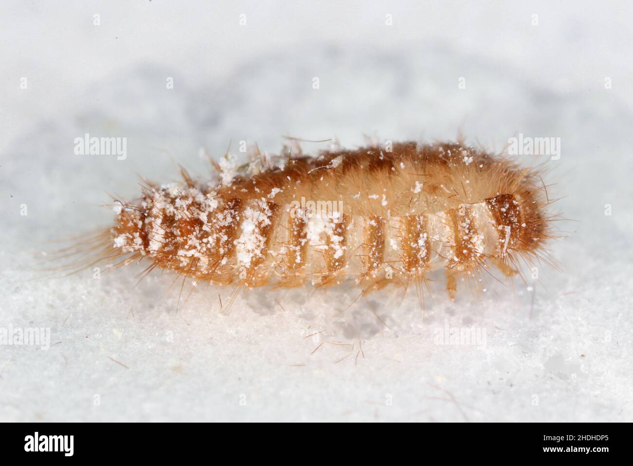 Pupa of Khapra beetle Trogoderma granarium Dermestidae family pest of ...