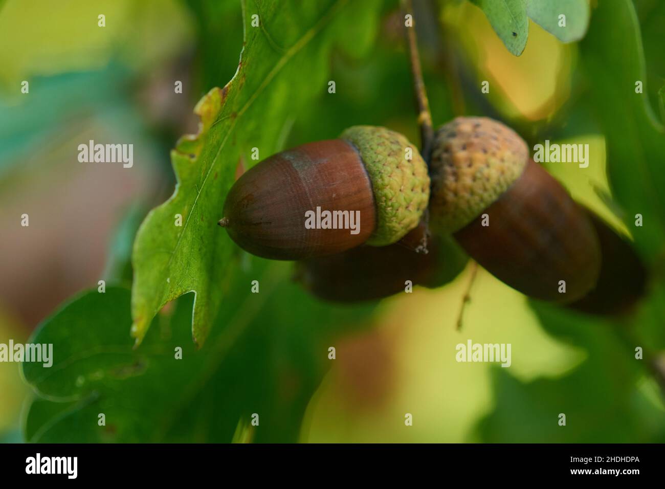 oak tree, acorns, oak trees Stock Photo - Alamy