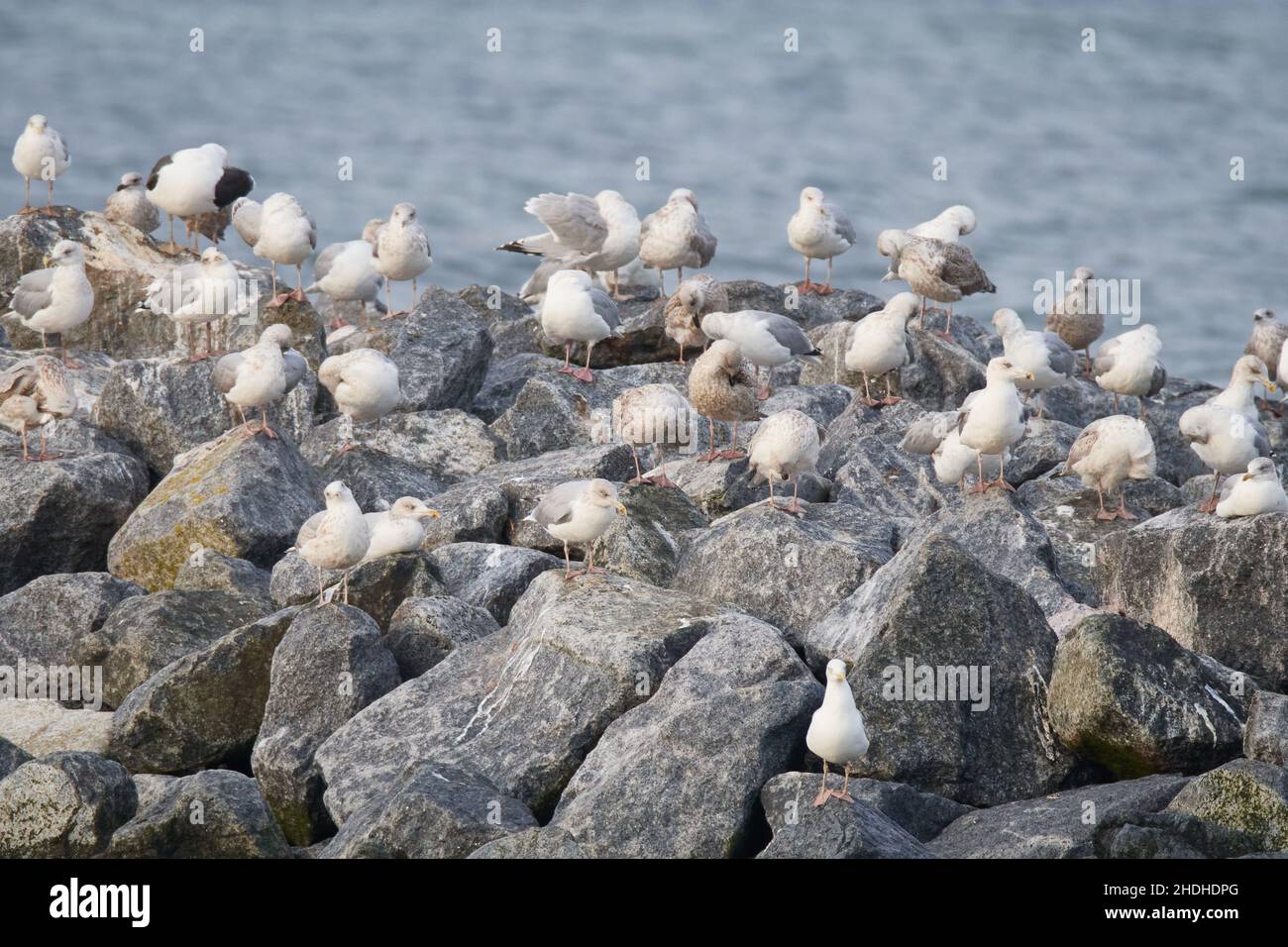 baltic sea, gulls, baltic seas Stock Photo - Alamy