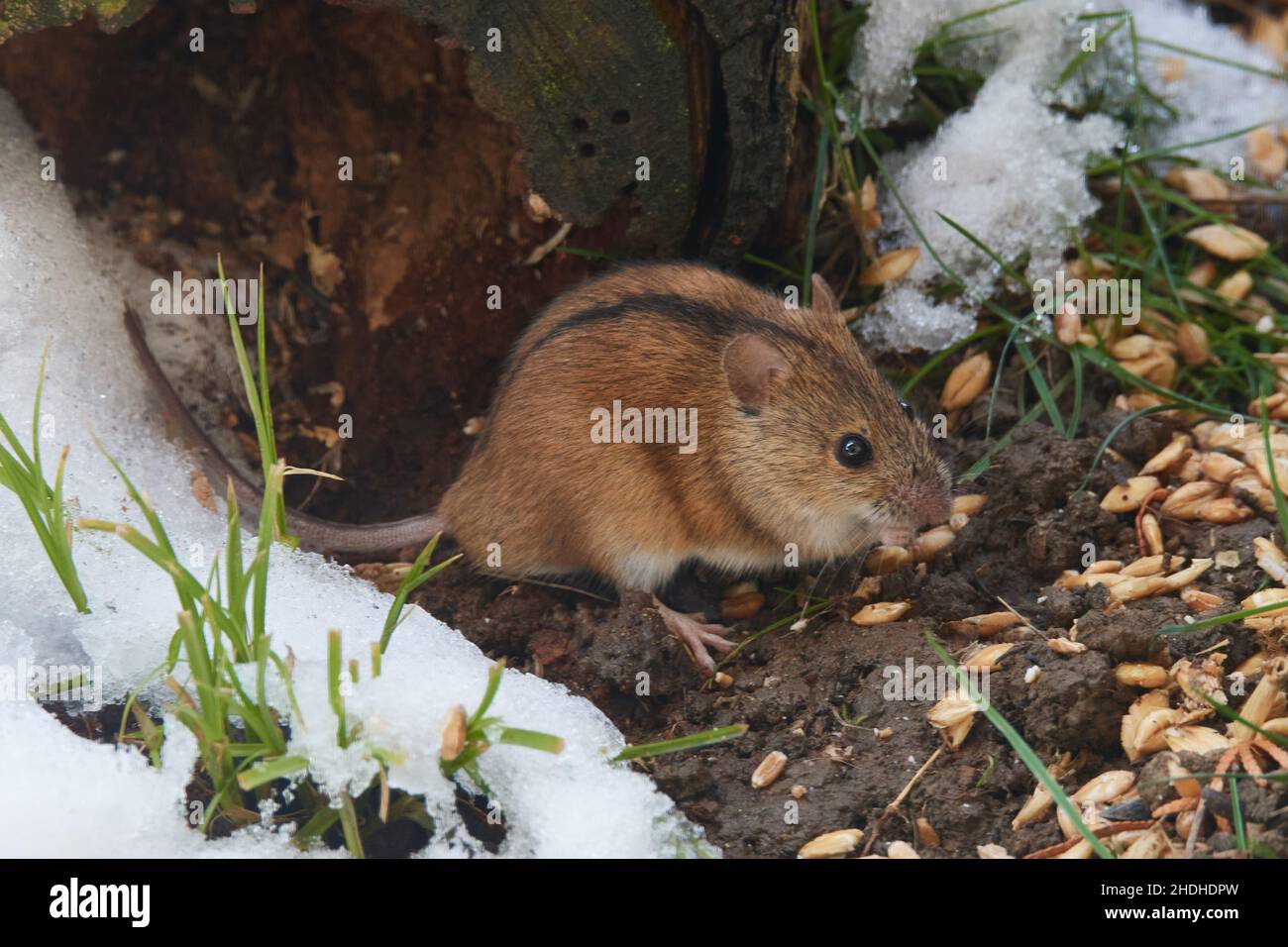 Field mouse birdseed hi-res stock photography and images - Alamy