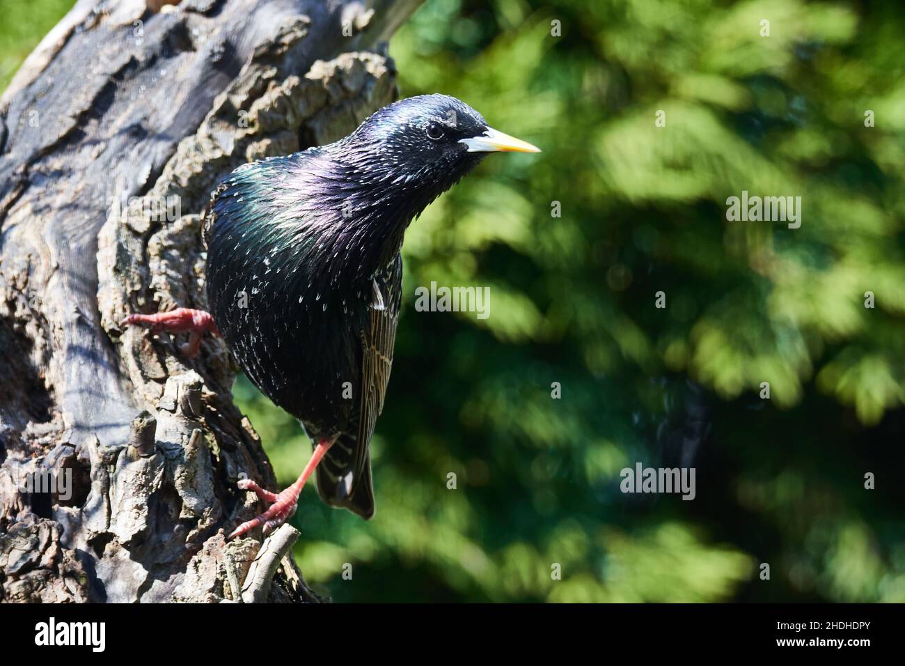 Stars animal hi-res stock photography and images - Alamy