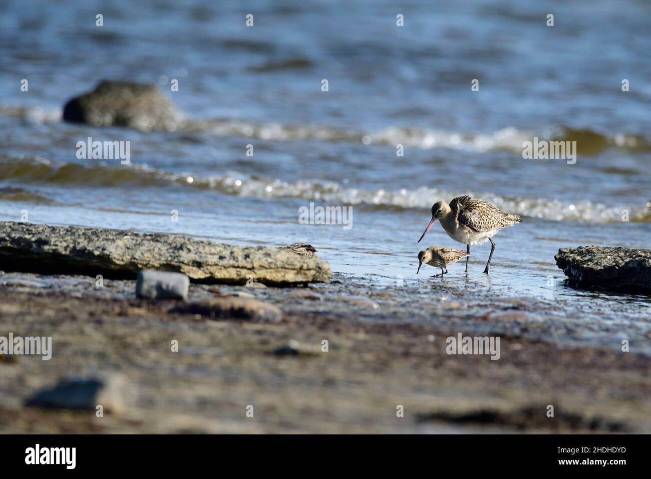 bar tailed godwit, bar-tailed godwits, limosa lapponica Stock Photo - Alamy