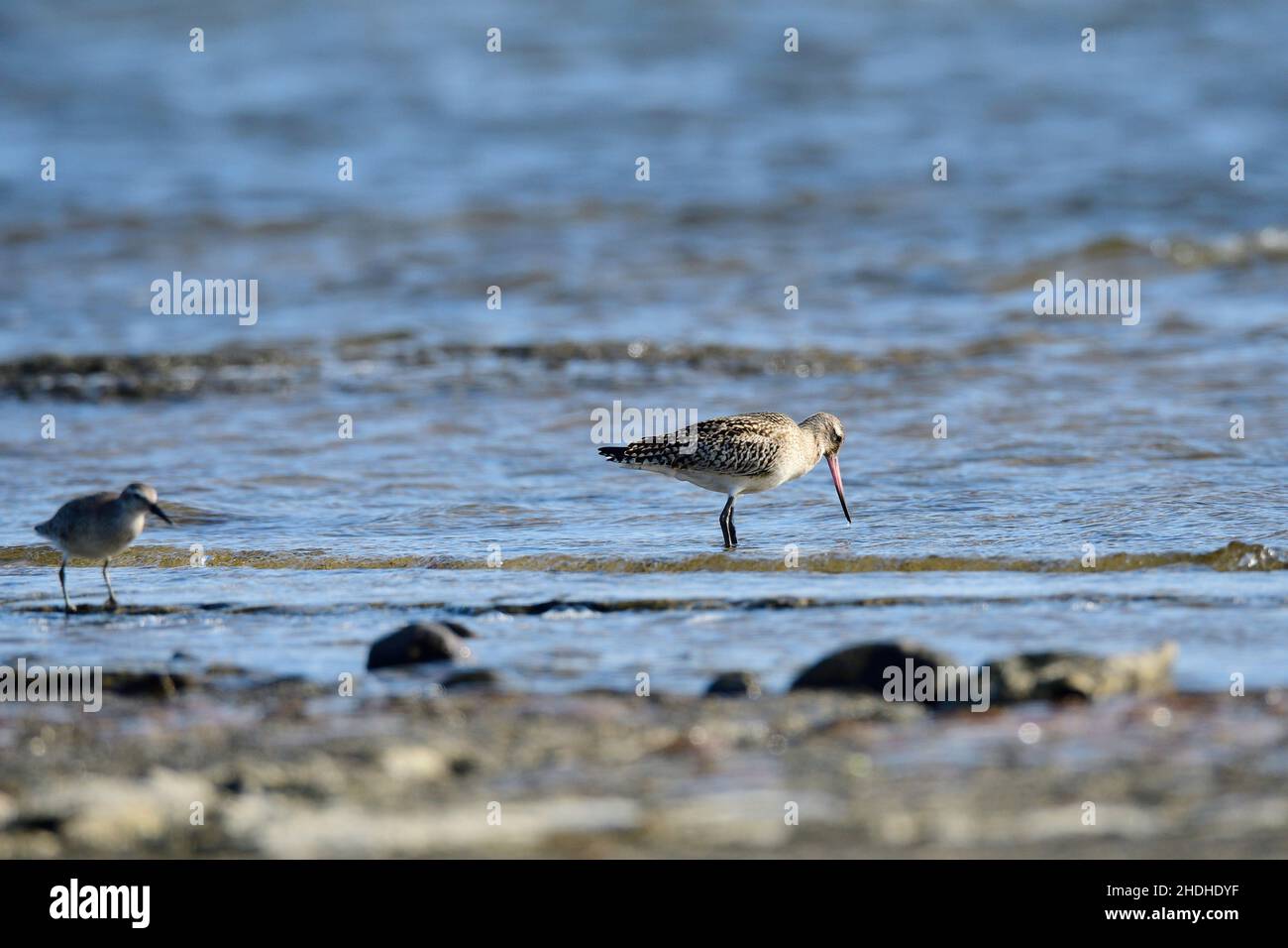 bar tailed godwit, bar-tailed godwits, limosa lapponica Stock Photo - Alamy