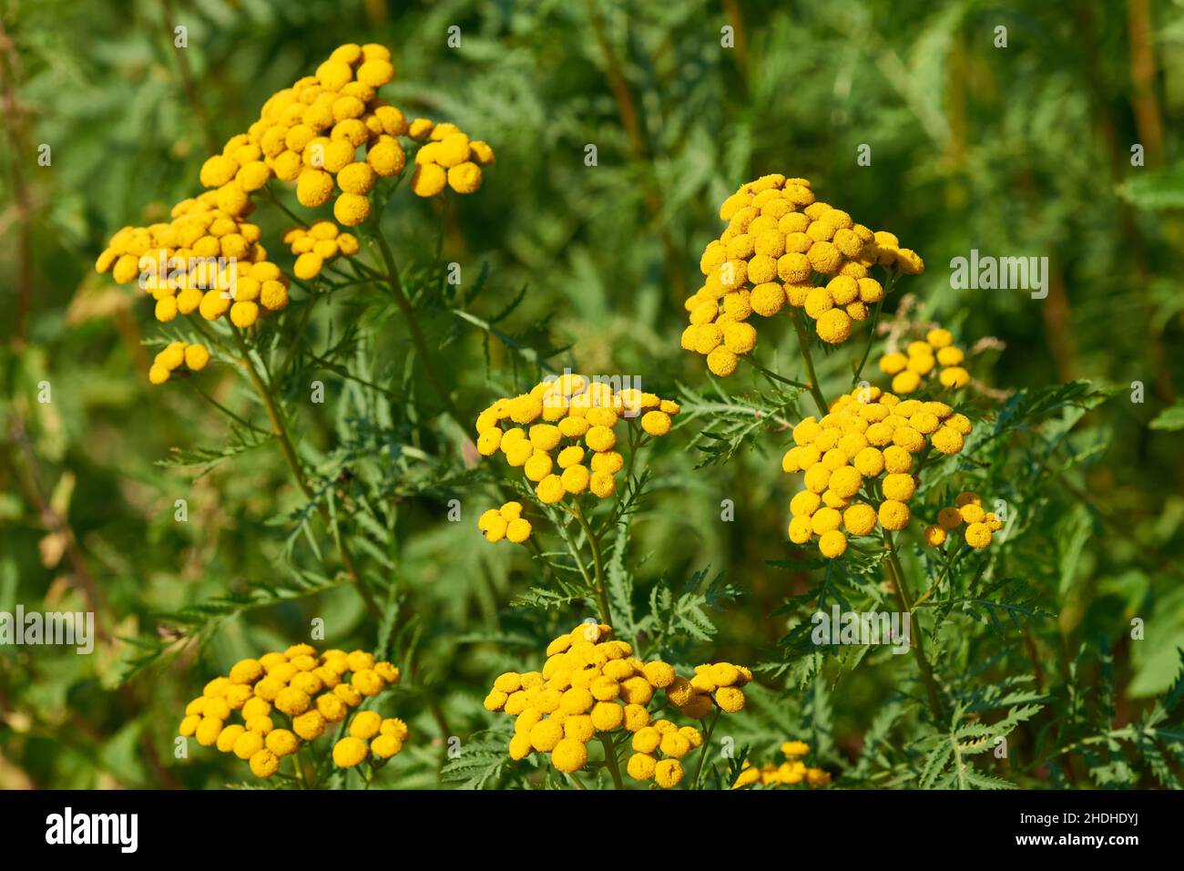 Tansies hi-res stock photography and images - Alamy