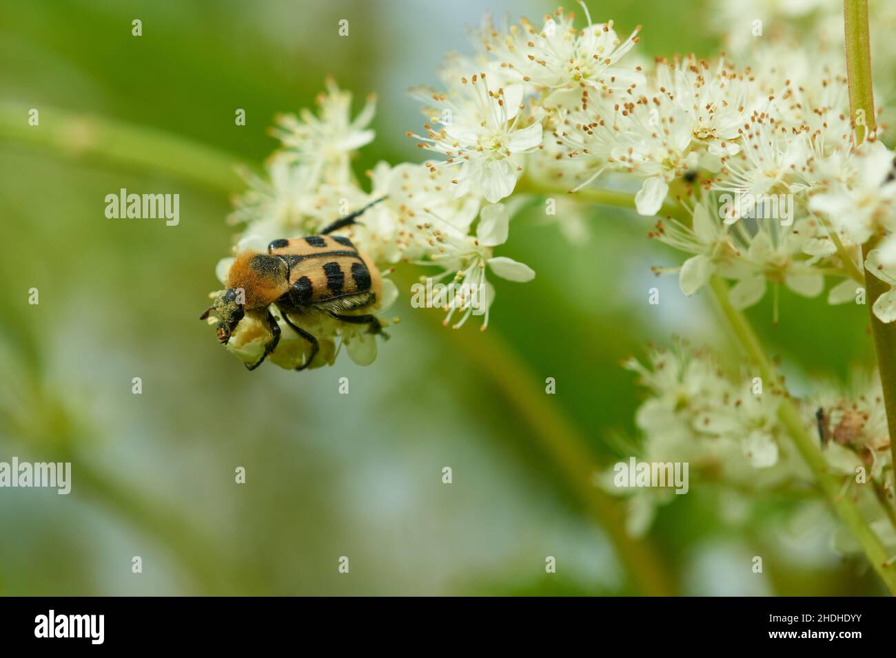 Trichius gallicus hi-res stock photography and images - Alamy