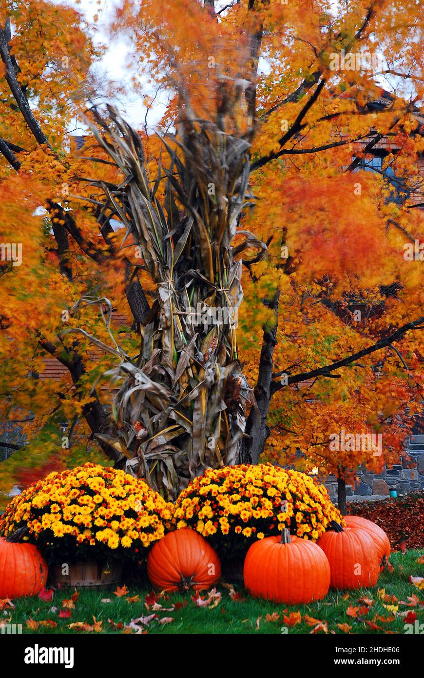 Corn stalk decoration hi-res stock photography and images - Alamy