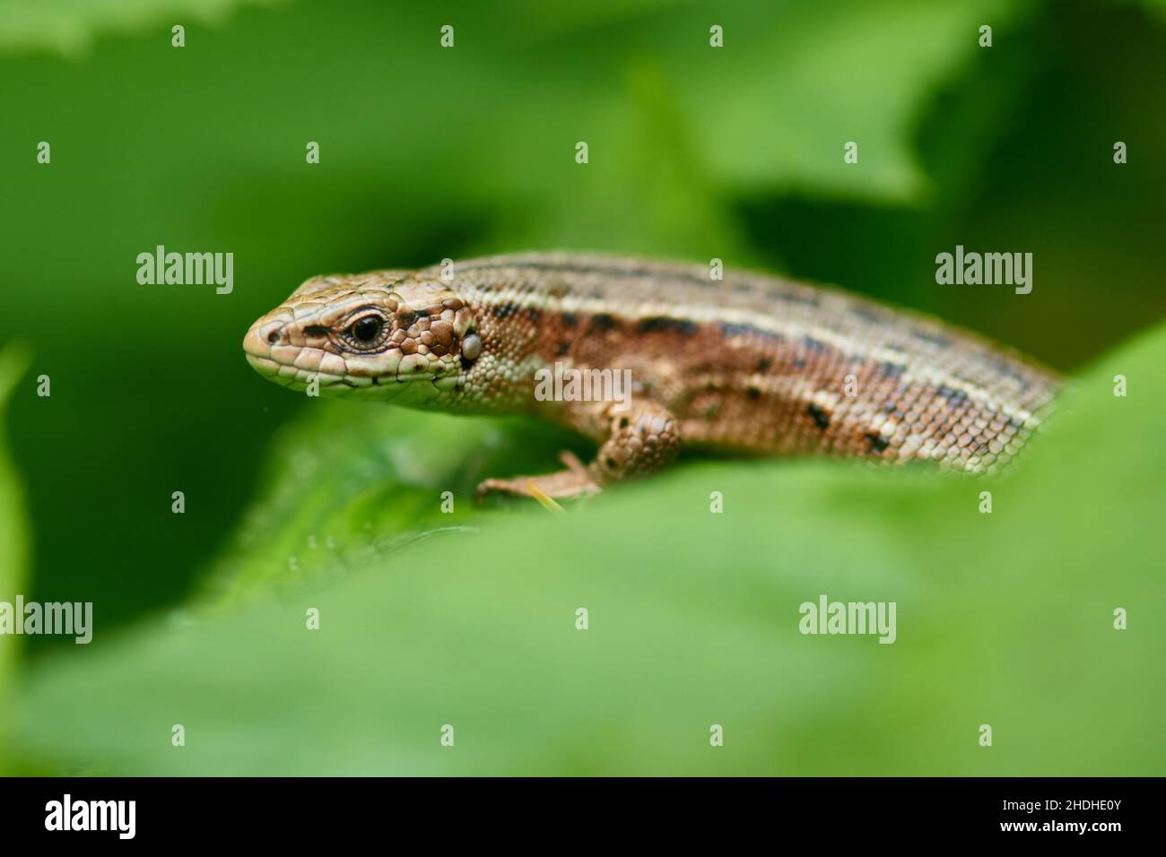 forest lizard, forest lizards Stock Photo - Alamy