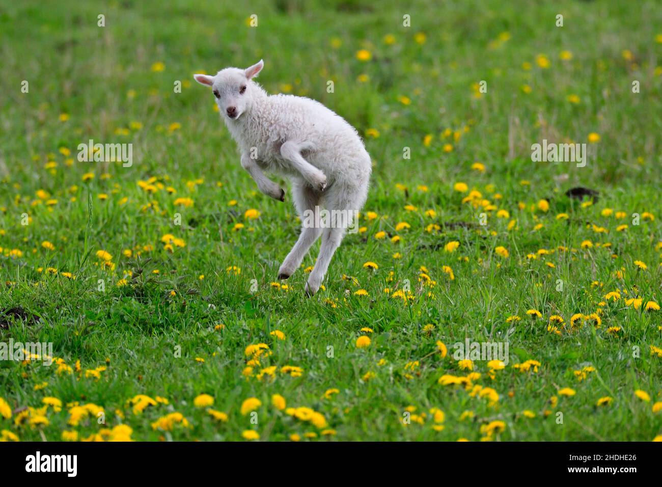 jump, lamb, jumper, jumping, jumps, lambs Stock Photo - Alamy