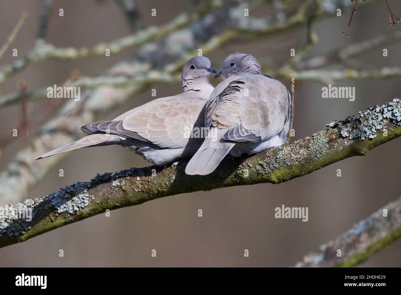 Two turtle doves hi-res stock photography and images - Alamy