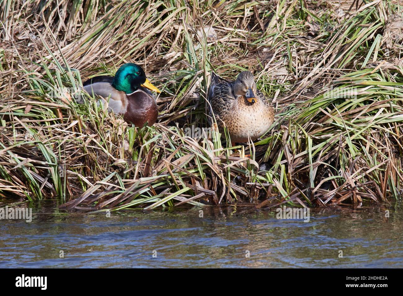 two animals, mallard duck, mallard ducks Stock Photo - Alamy