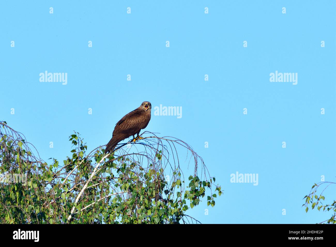black kite, black kites Stock Photo - Alamy