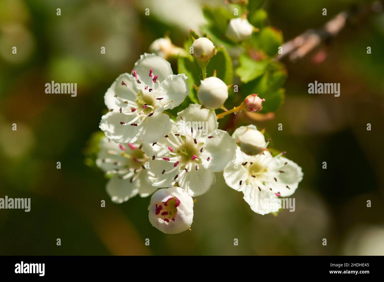 common hawthorn, crataegus monogyna, haw, hawthorn, may, mayblossom ...