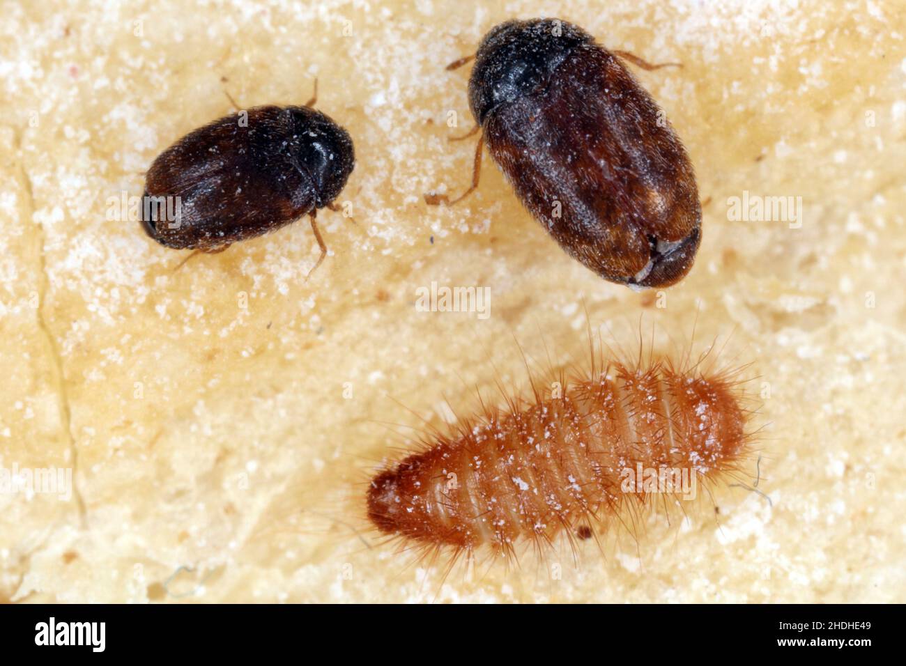 Khapra beetle Trogoderma granarium Dermestidae family pest of stored ...