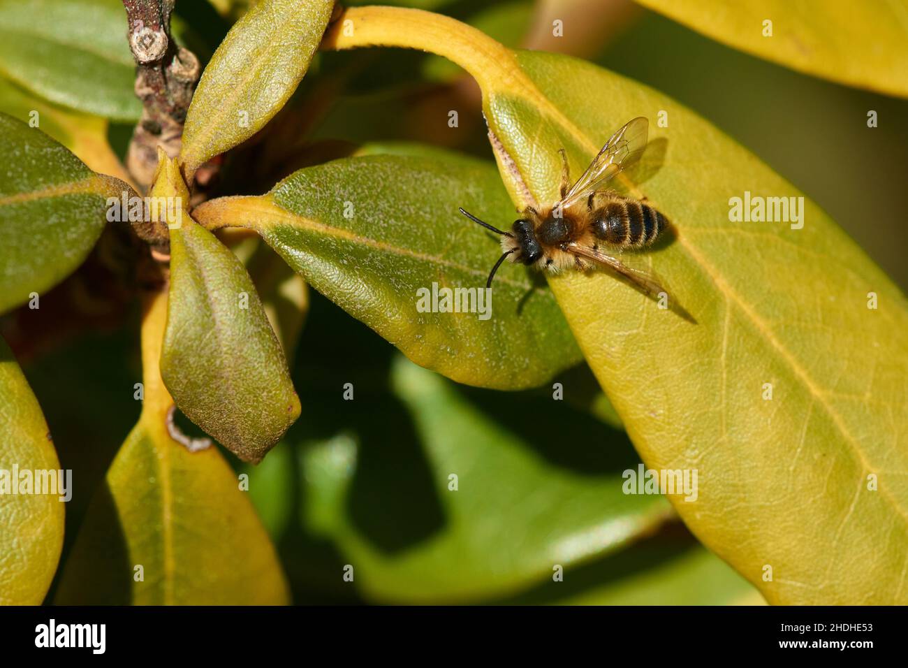 Mining animals hi-res stock photography and images - Alamy