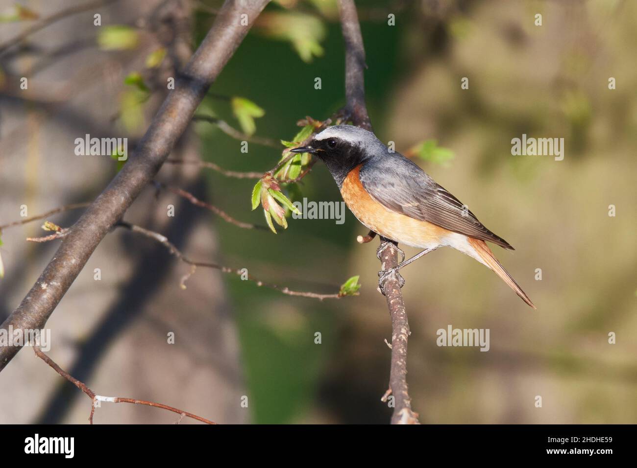 garden redstart, redstarts Stock Photo - Alamy