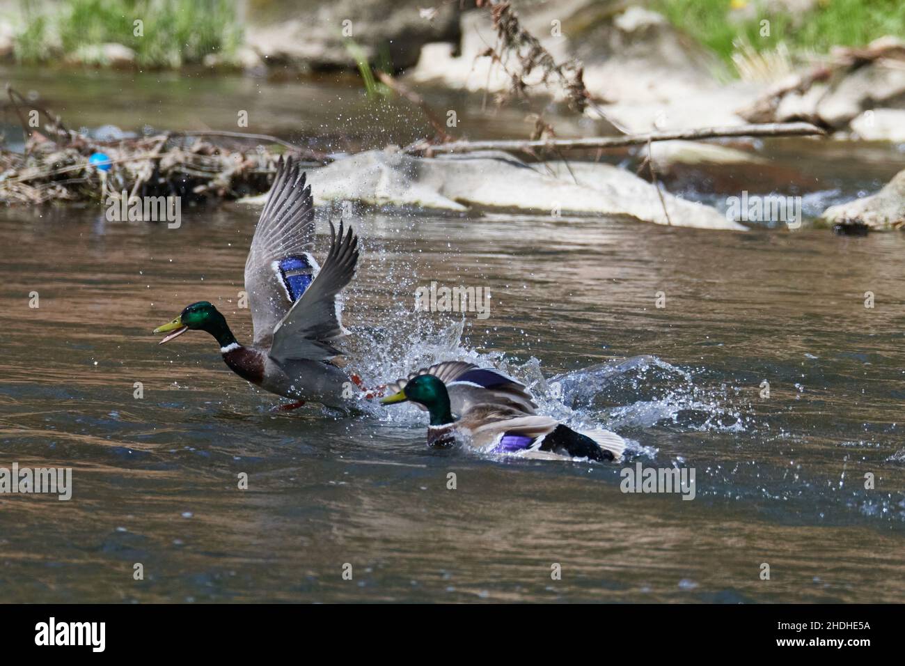 mallard duck, flap, territory, mallard ducks, flaps, territories Stock ...