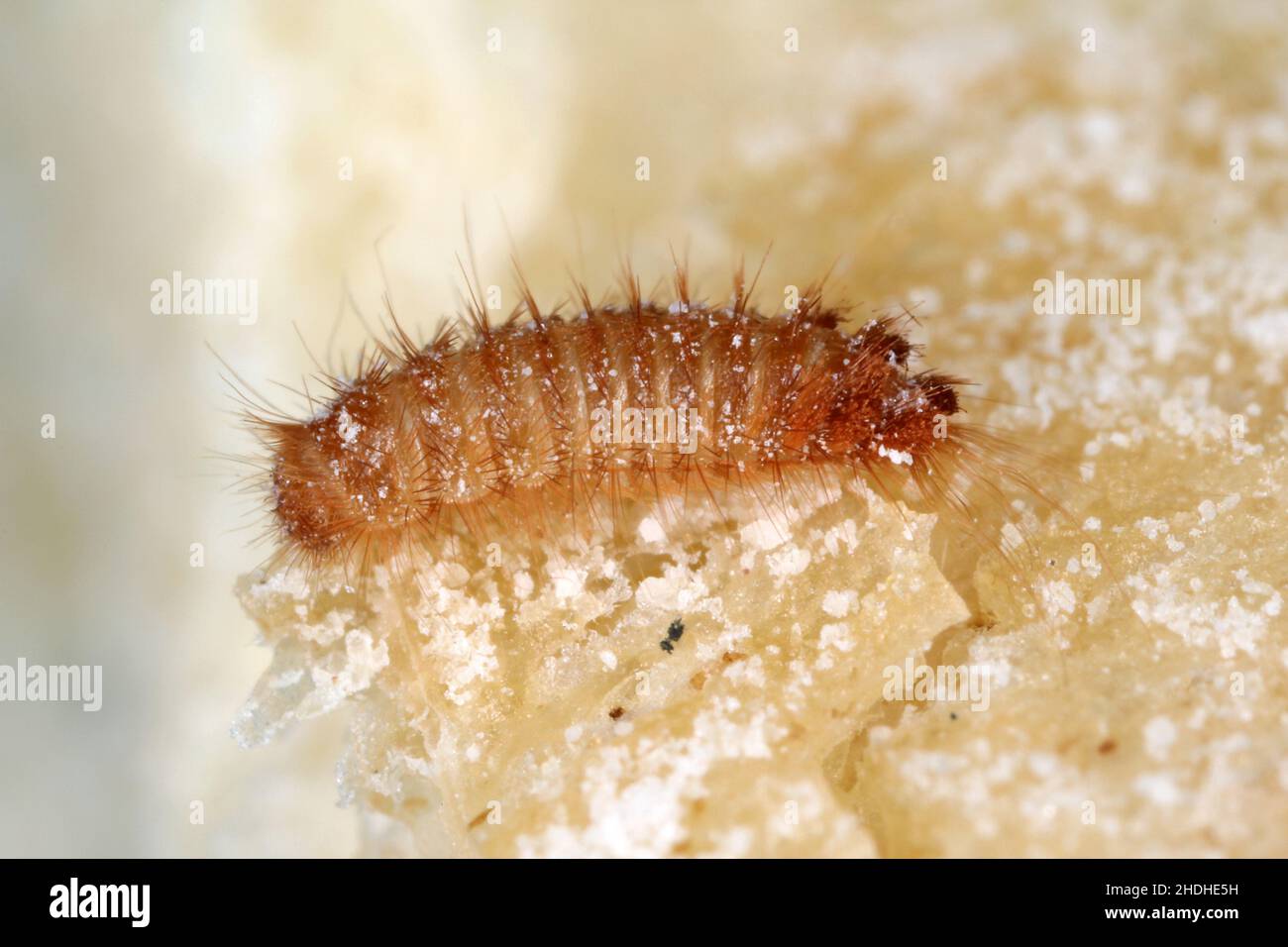 Khapra Beetle Infestation