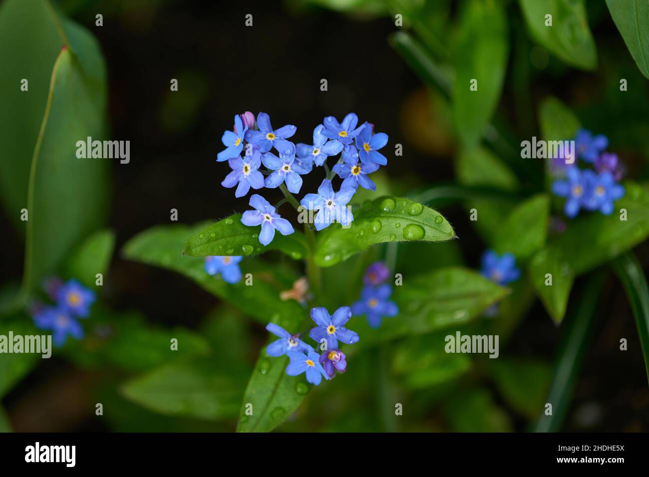 Water forget me nots hi-res stock photography and images - Alamy
