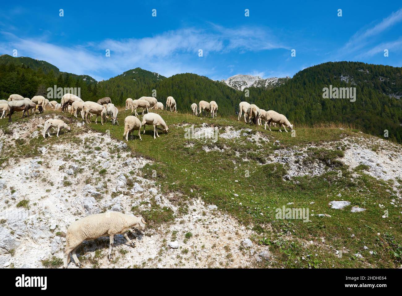 Rock mountain sheep hi-res stock photography and images - Alamy