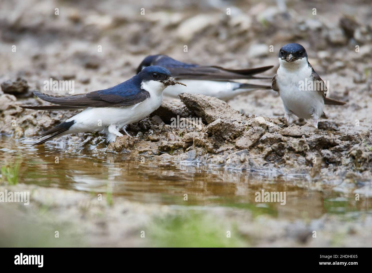 common house martin, martins Stock Photo - Alamy