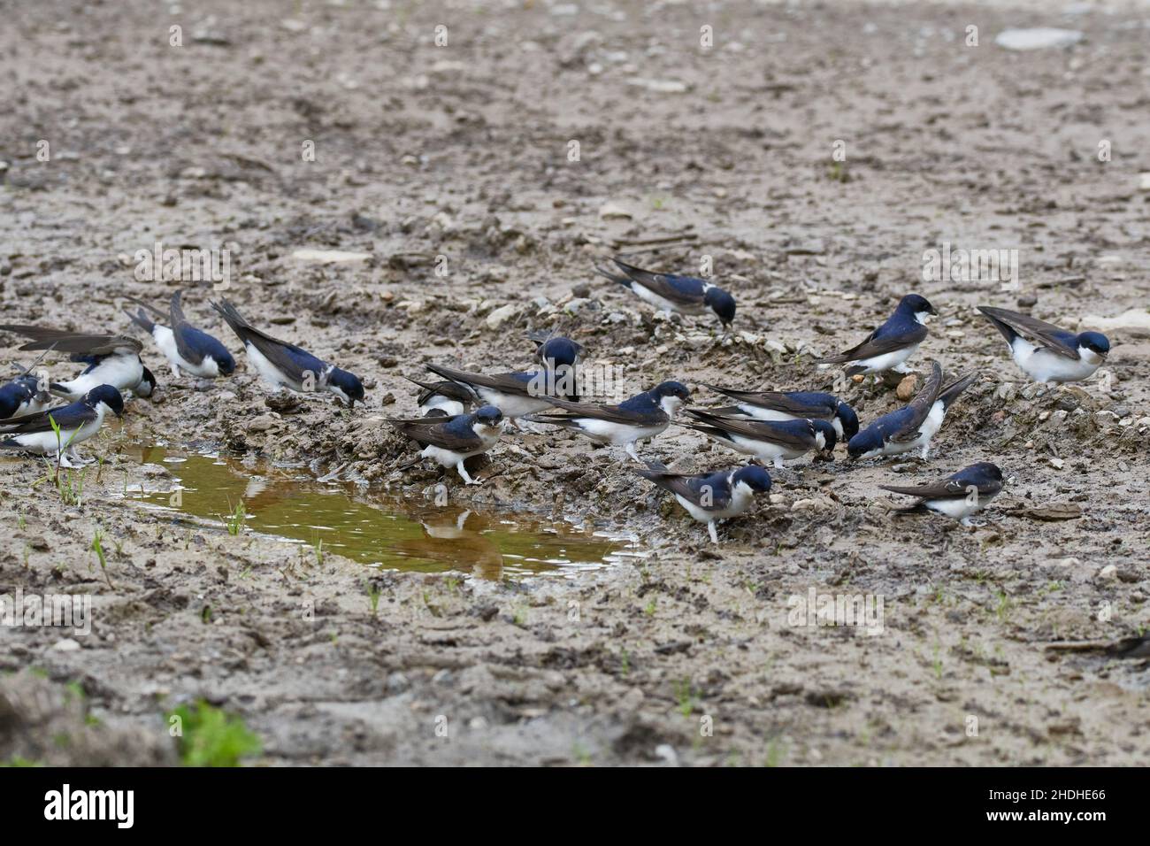 common house martin, martins Stock Photo - Alamy