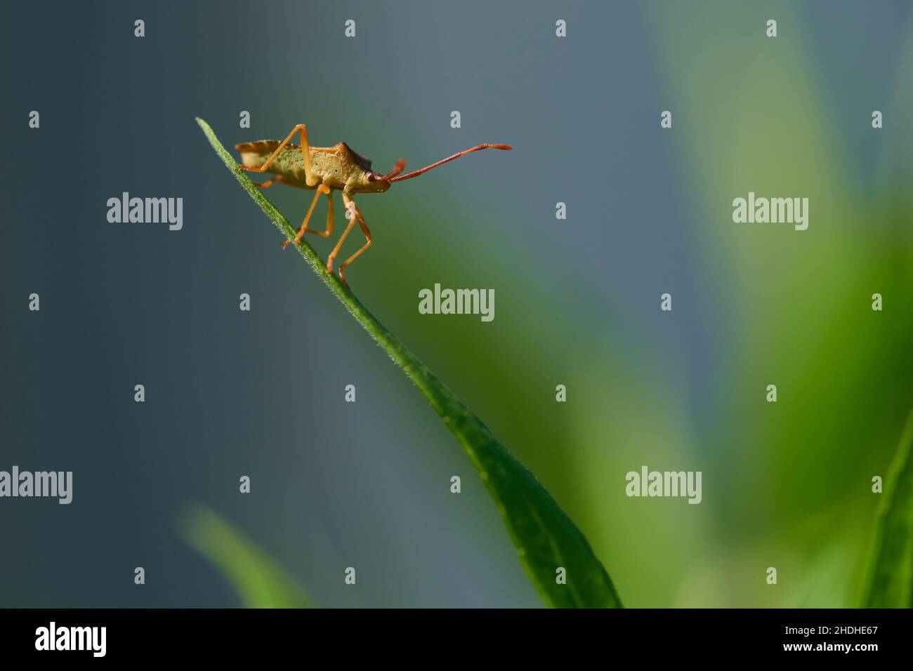 20 bugs hi-res stock photography and images - Alamy