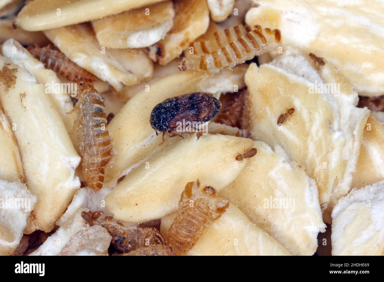 Khapra beetle Trogoderma granarium Dermestidae family pest of stored ...