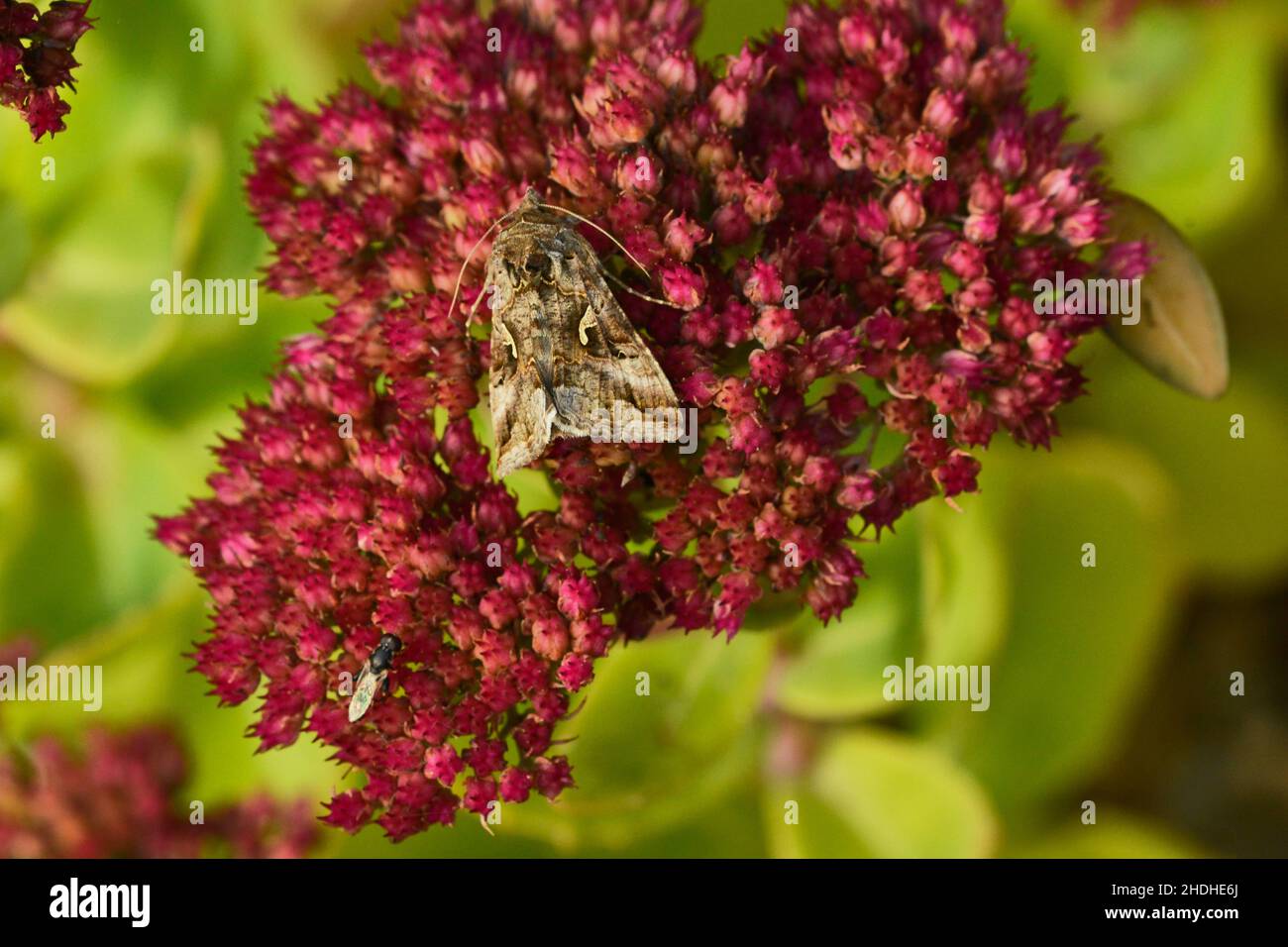 silver y, silver ies Stock Photo - Alamy