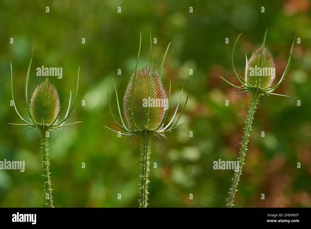 Warm teasel hi-res stock photography and images - Alamy