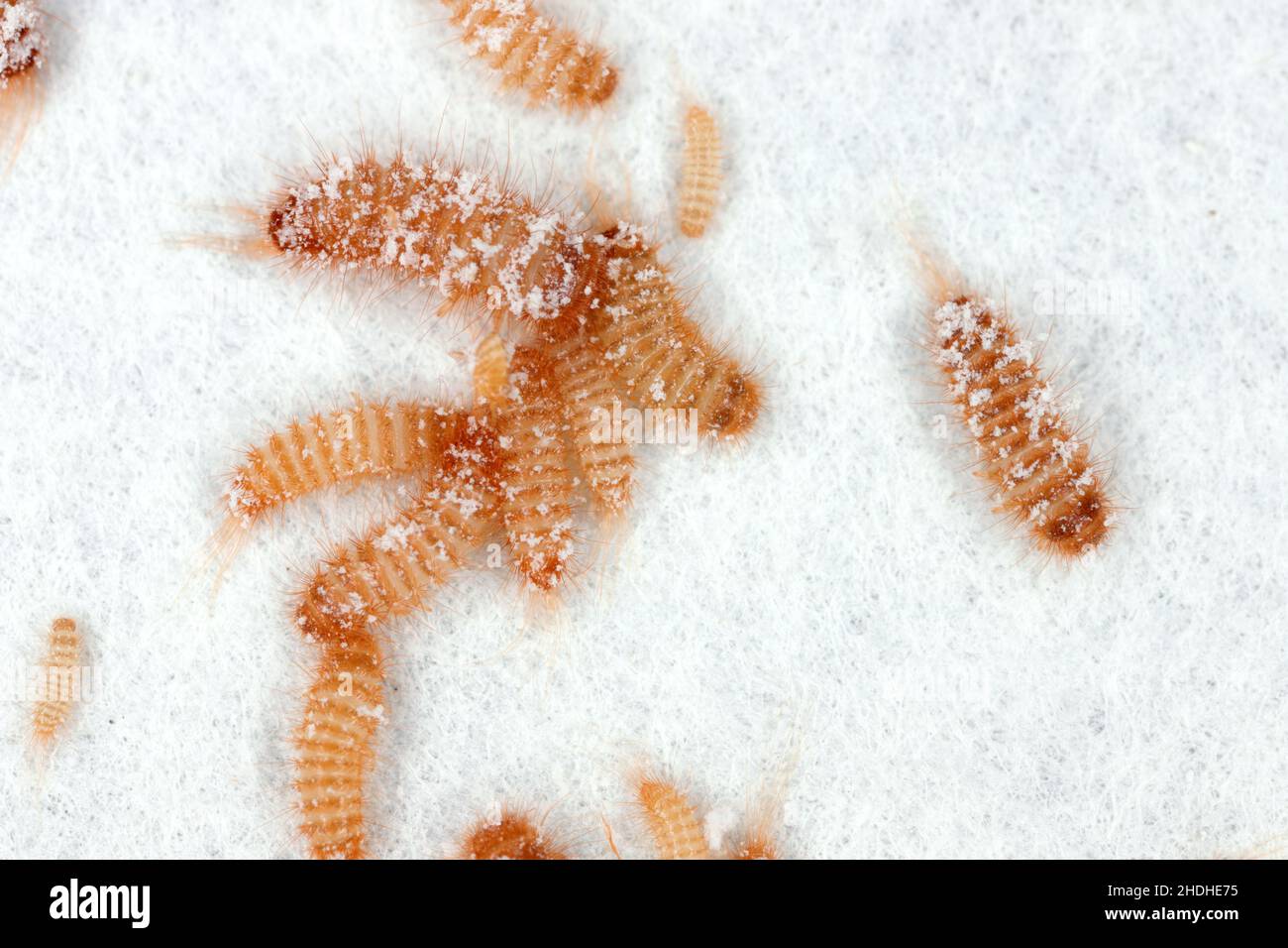 Larvae of Khapra beetle Trogoderma granarium Dermestidae family pest of ...