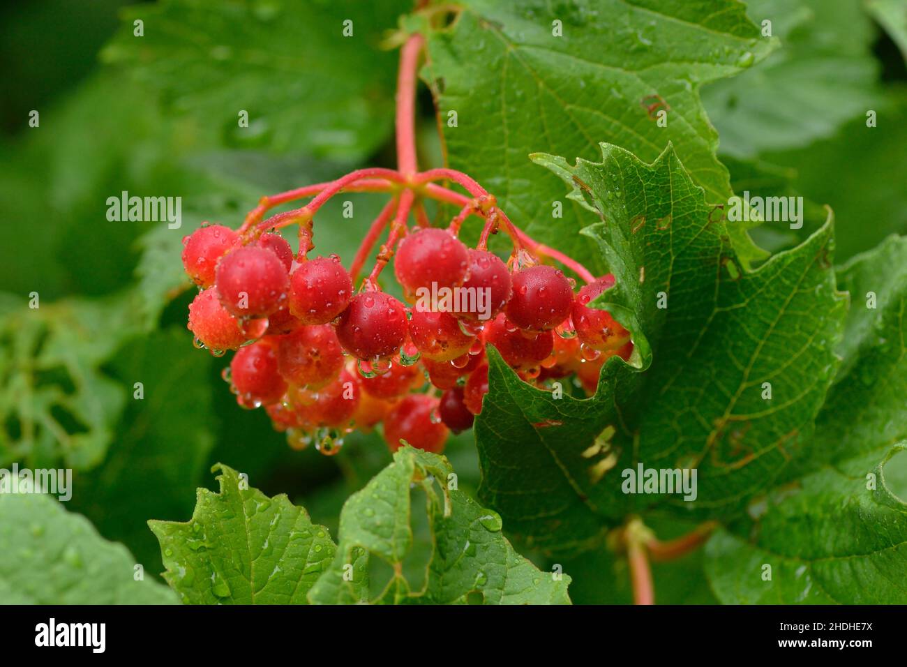 Wayfaring tree hi-res stock photography and images - Alamy
