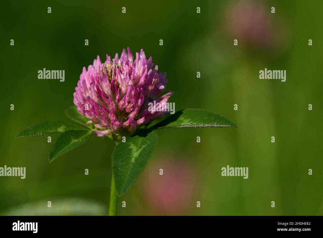 Red clover plant hi-res stock photography and images - Alamy