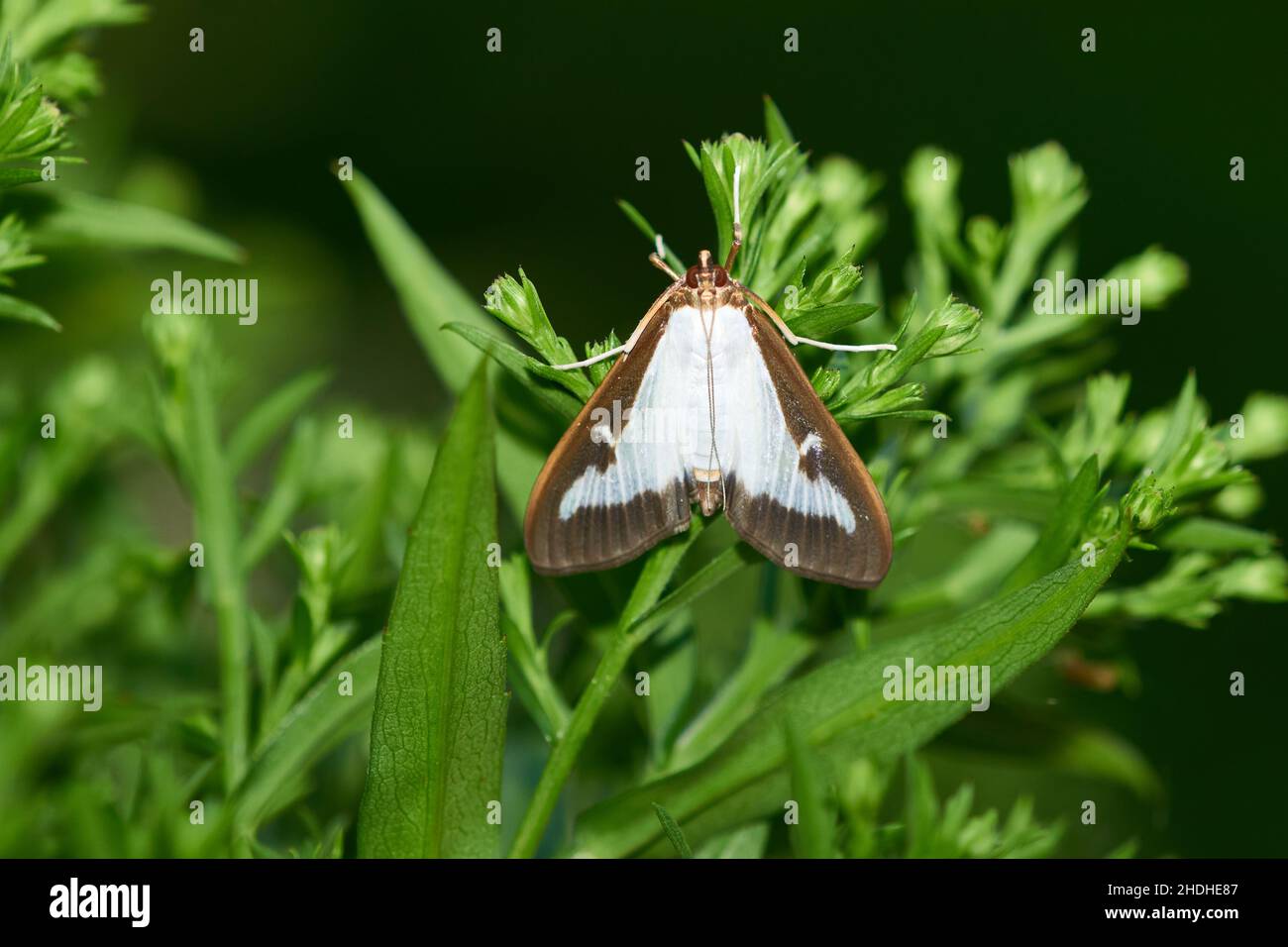 box tree moth Stock Photo - Alamy